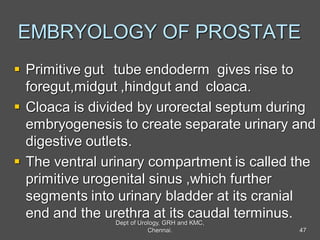 Prostate anatomy, embryology | PDF | Pregnancy | Reproductive Health