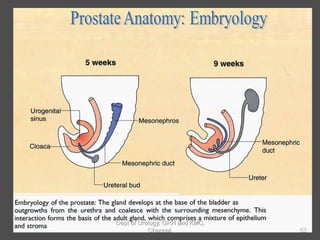 Prostate anatomy, embryology | PDF | Pregnancy | Reproductive Health
