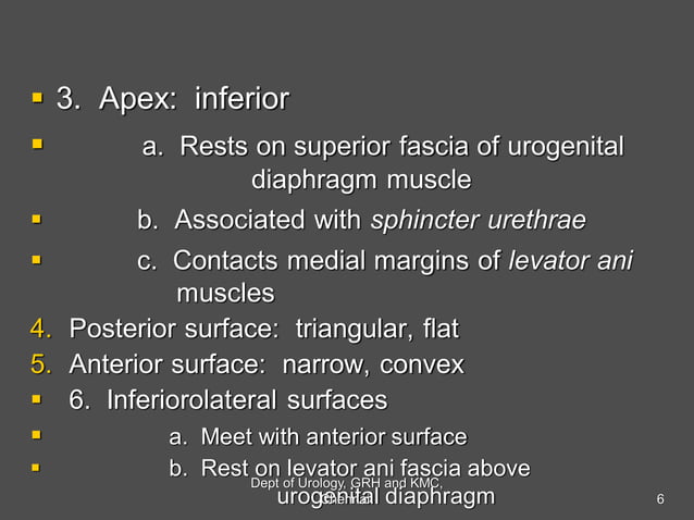 Prostate anatomy, embryology | PDF | Pregnancy | Reproductive Health
