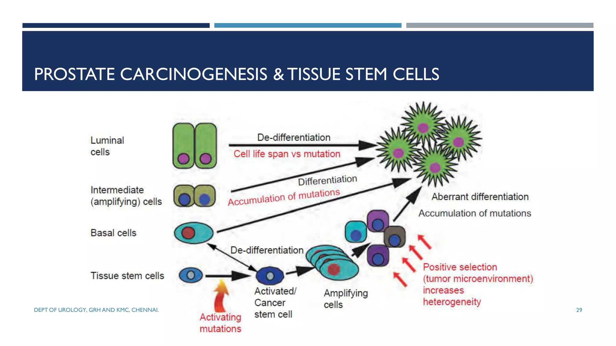 Prostate carcinoma- etiopathogenesis | PDF