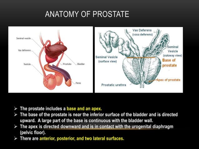 Prostate grossing and reporting | PPTX | Medical Health