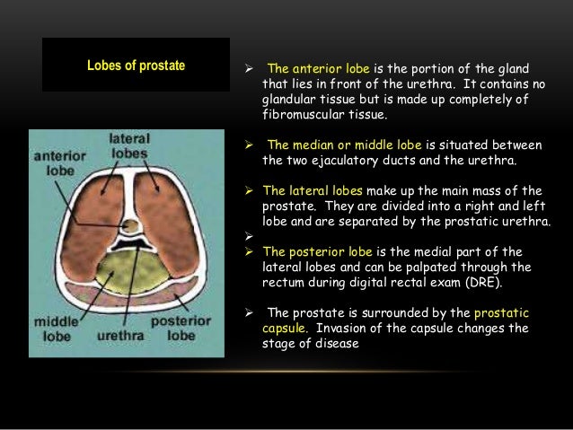 Prostate grossing and reporting