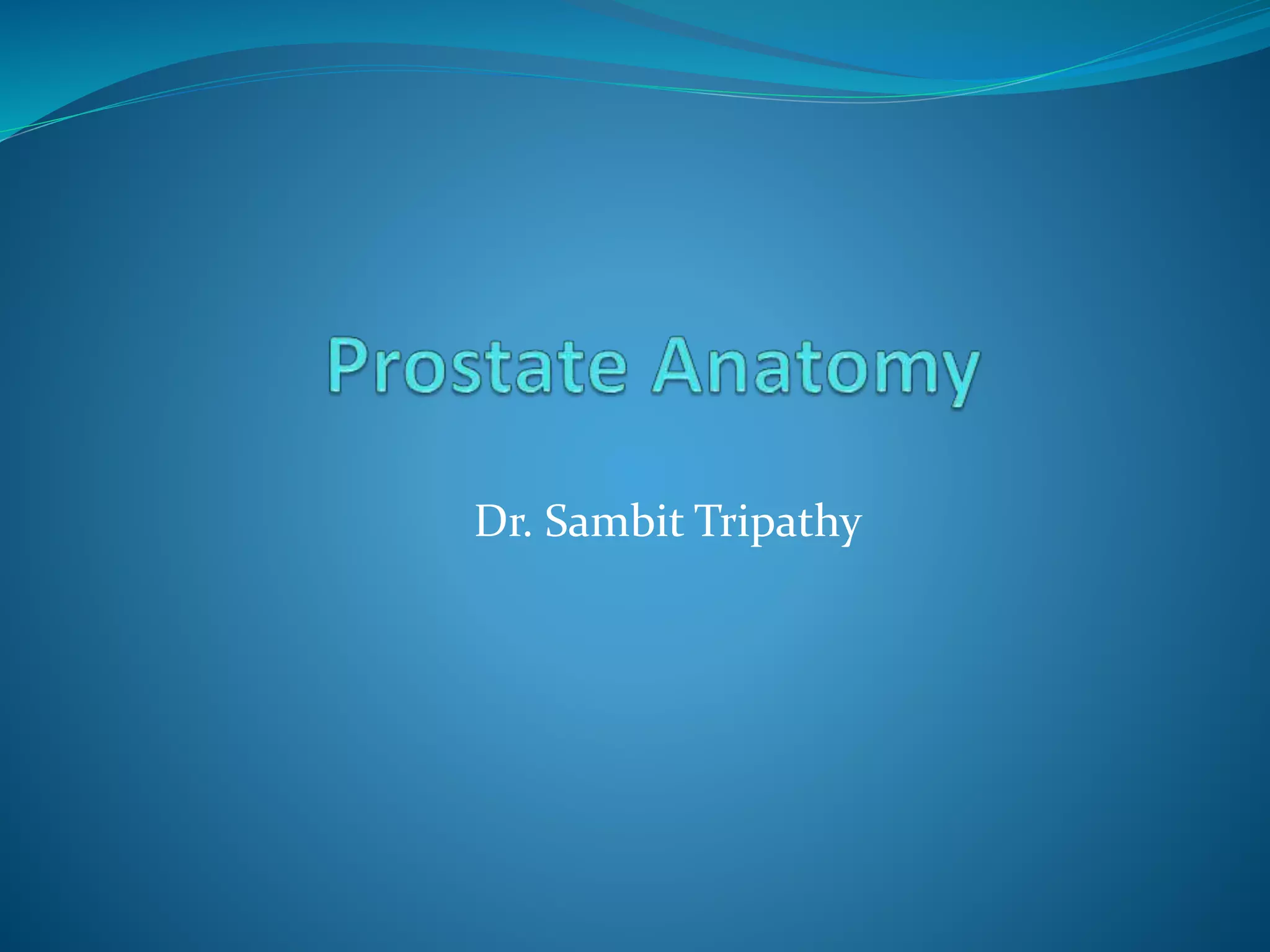 Prostate anatomy | PPTX