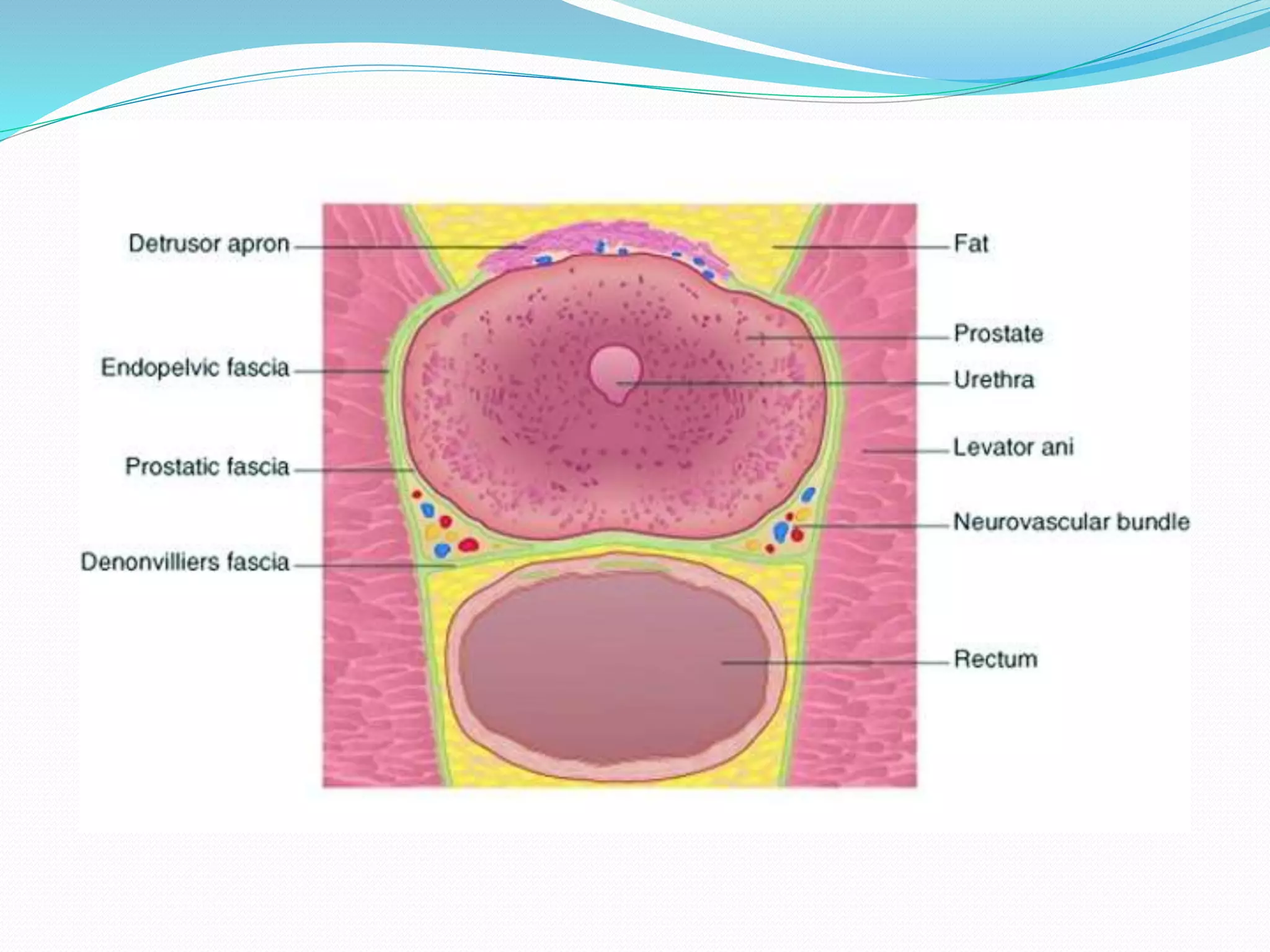 Prostate anatomy | PPTX | Sexual Conditions | Sexual Health