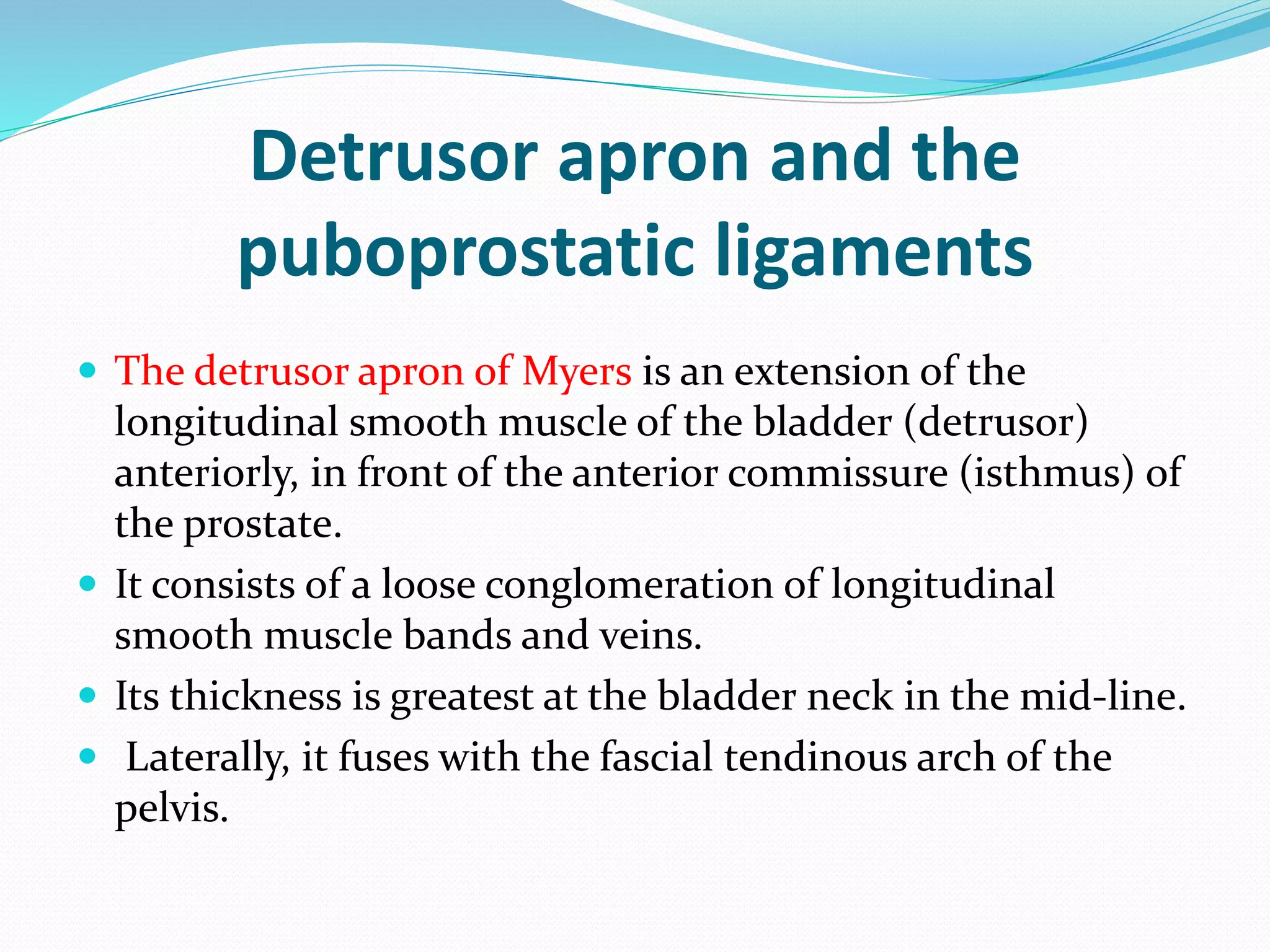 Prostate anatomy | PPTX
