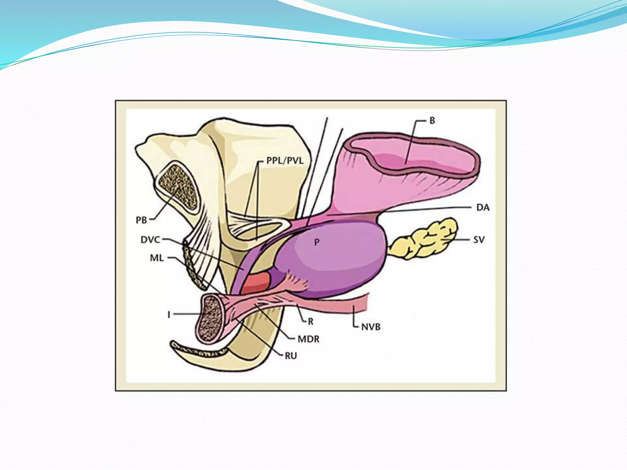 Prostate anatomy | PPTX