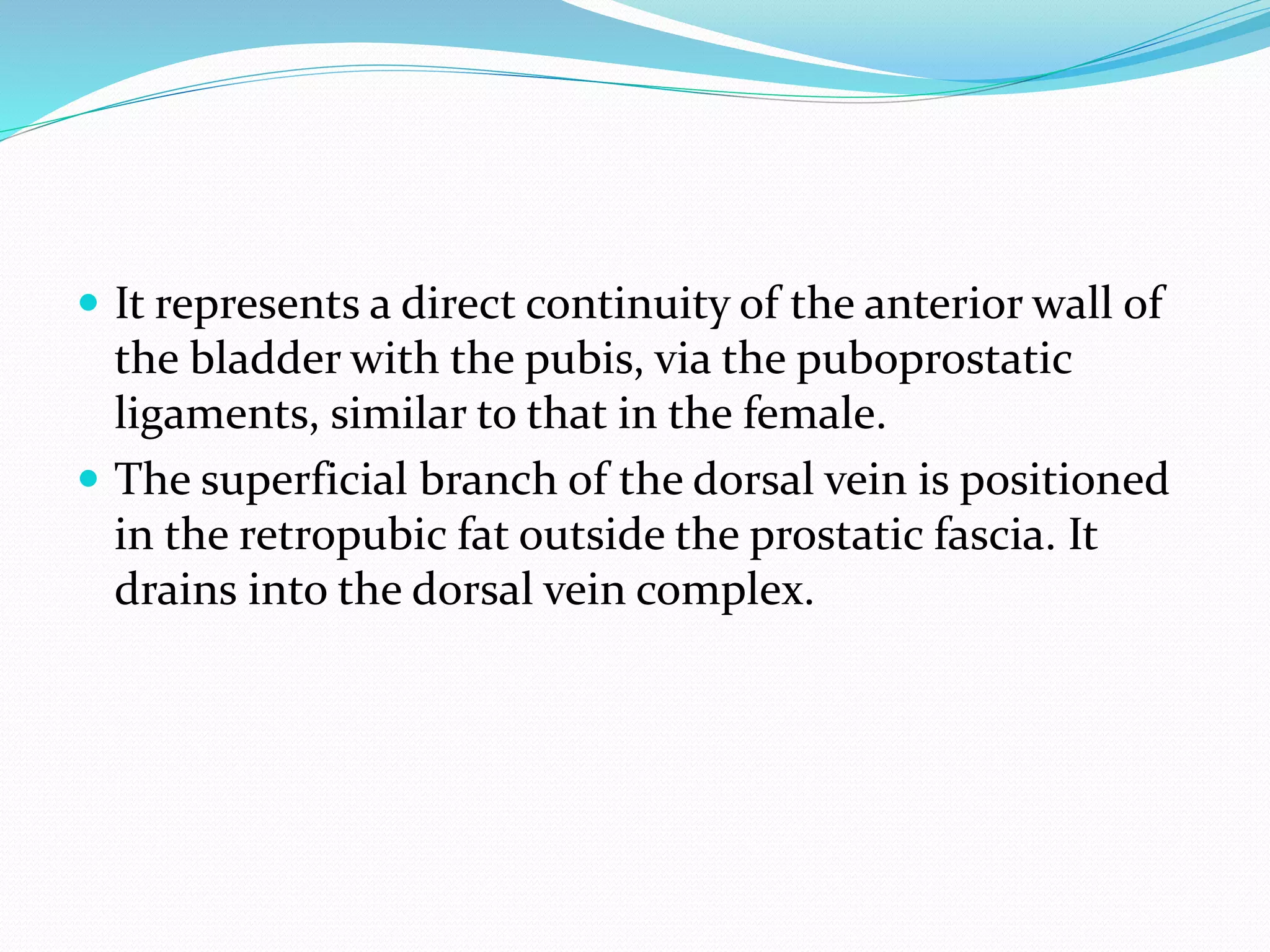 Prostate anatomy | PPTX | Sexual Conditions | Sexual Health