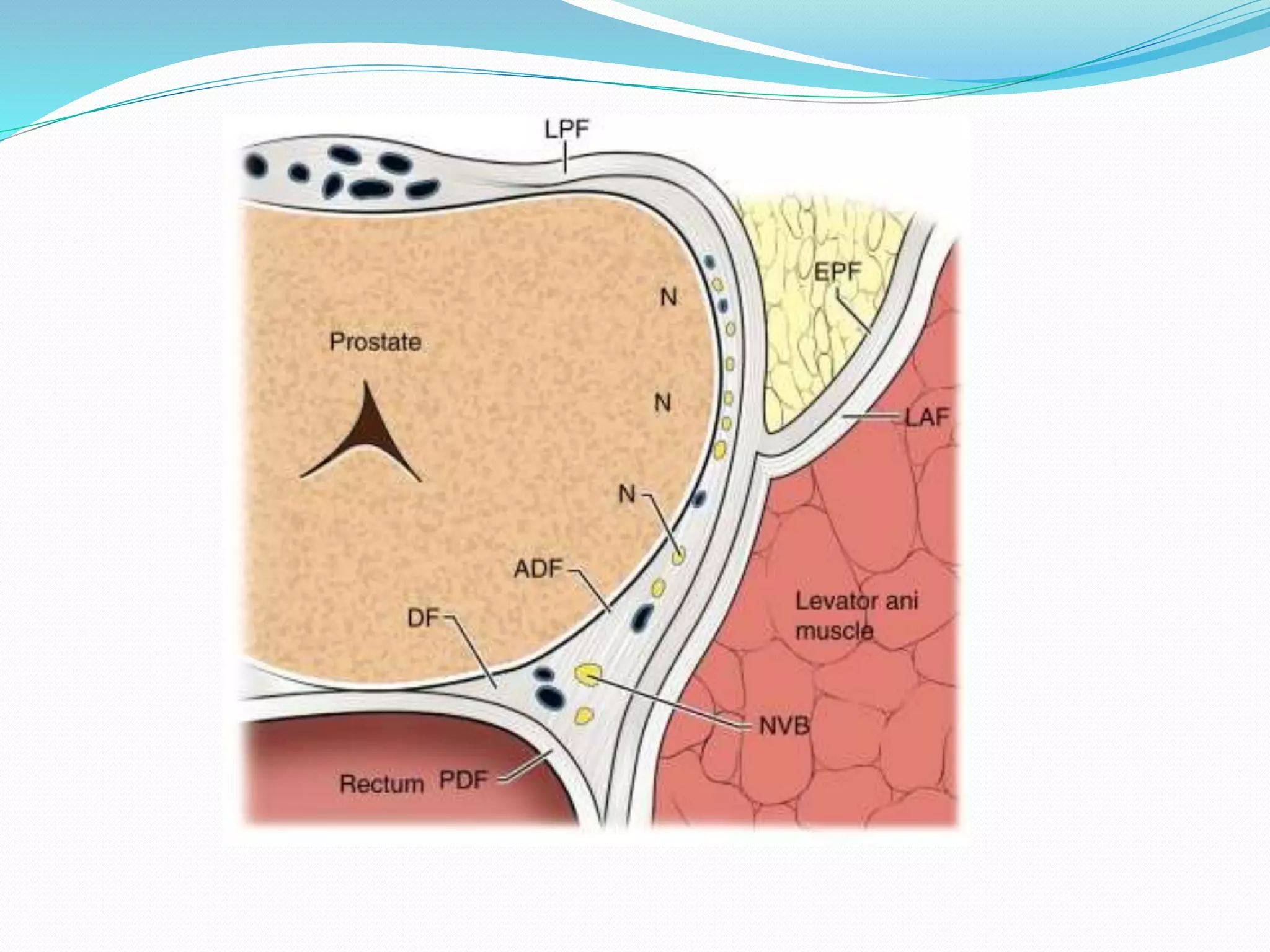 Prostate anatomy | PPTX