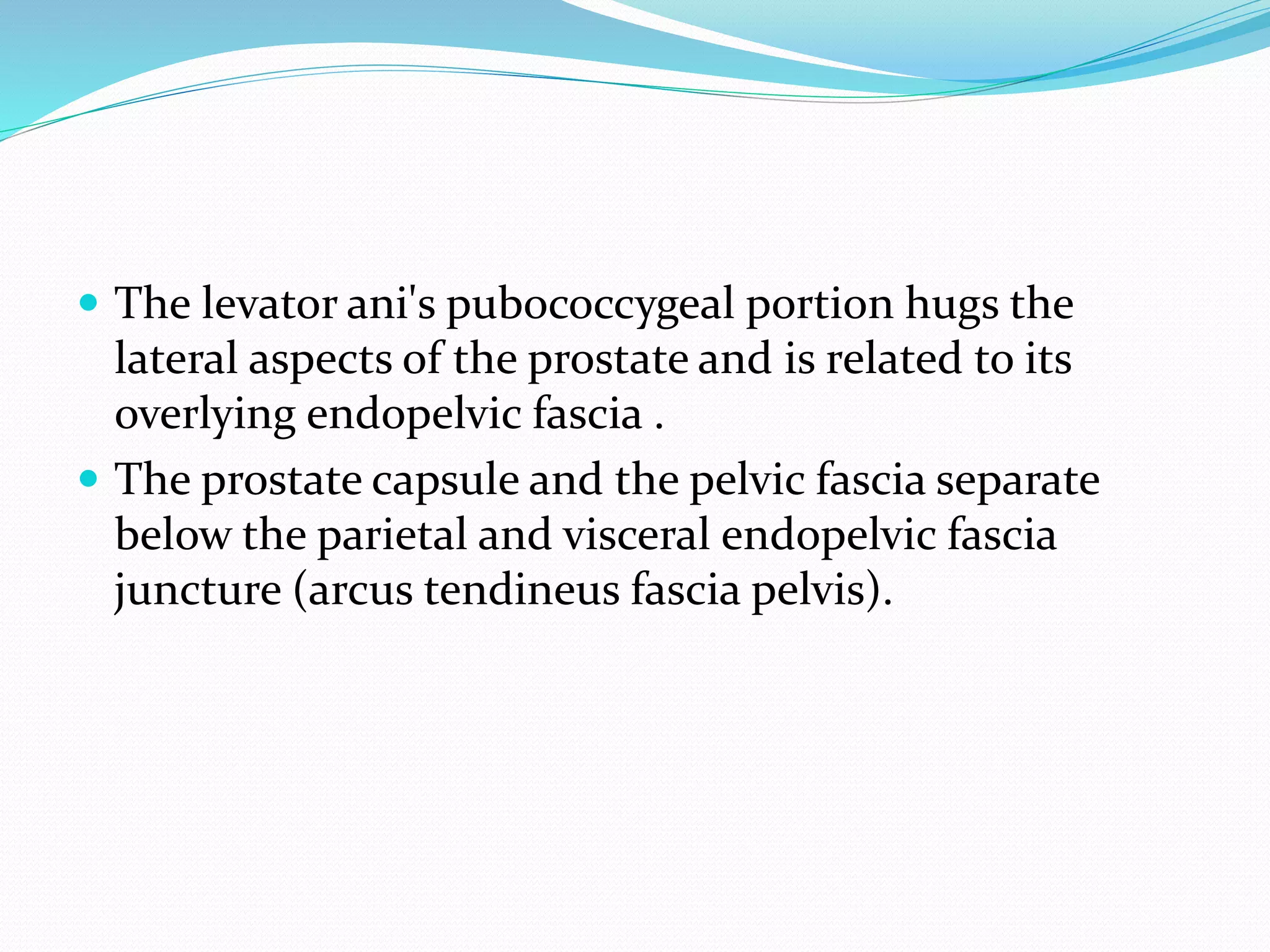 Prostate anatomy | PPTX | Sexual Conditions | Sexual Health