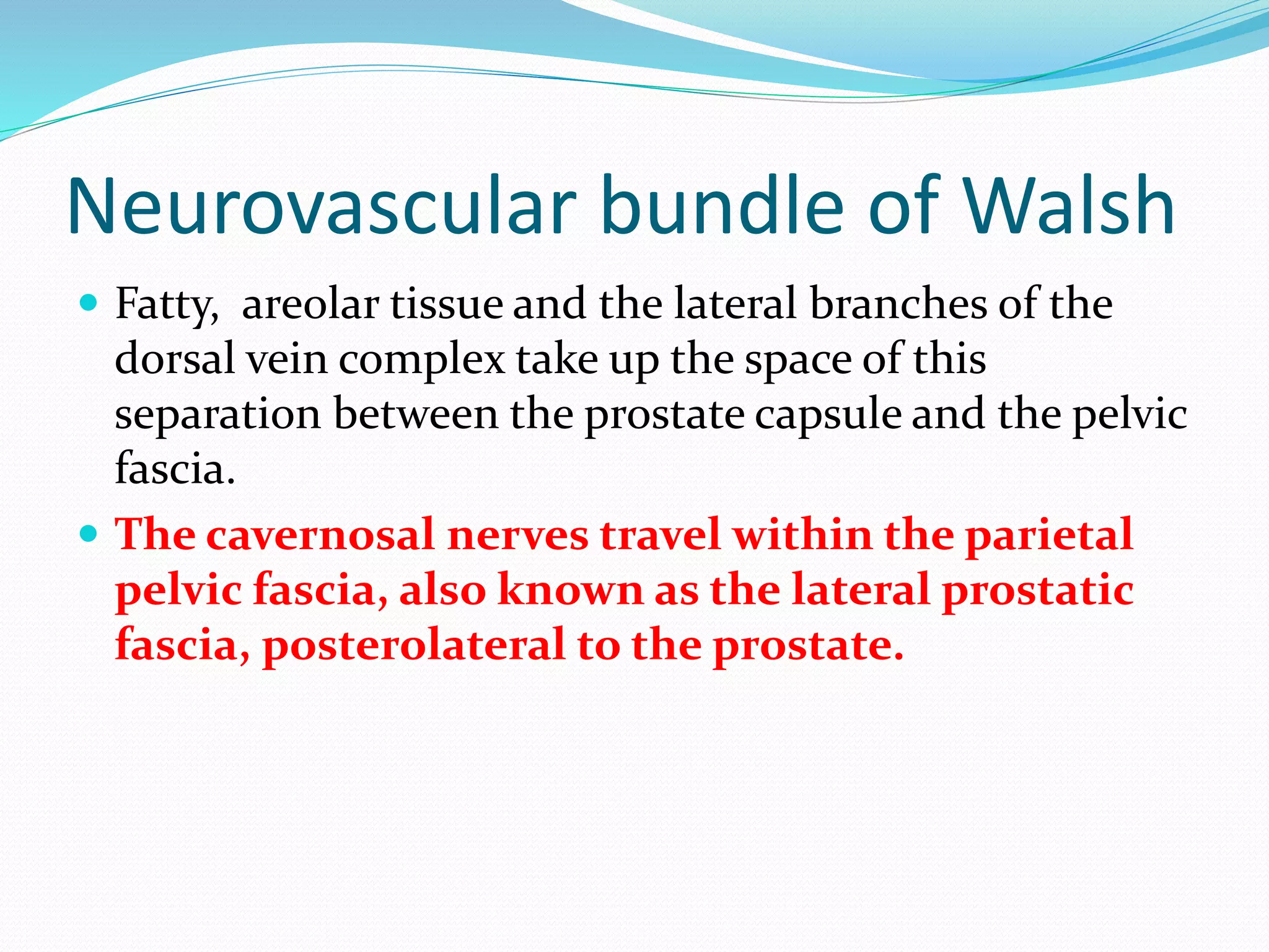 Prostate anatomy | PPTX
