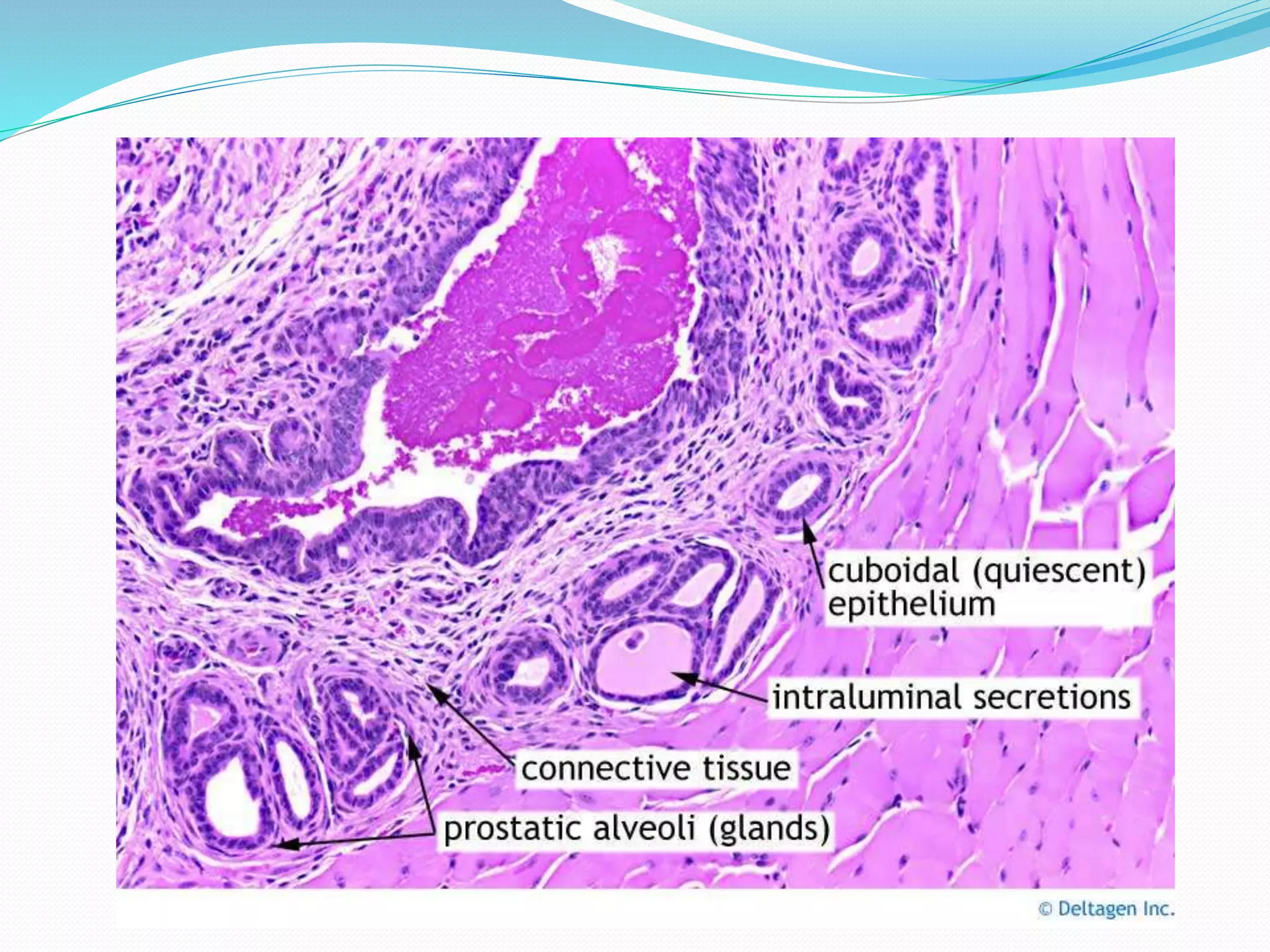 Prostate anatomy | PPTX