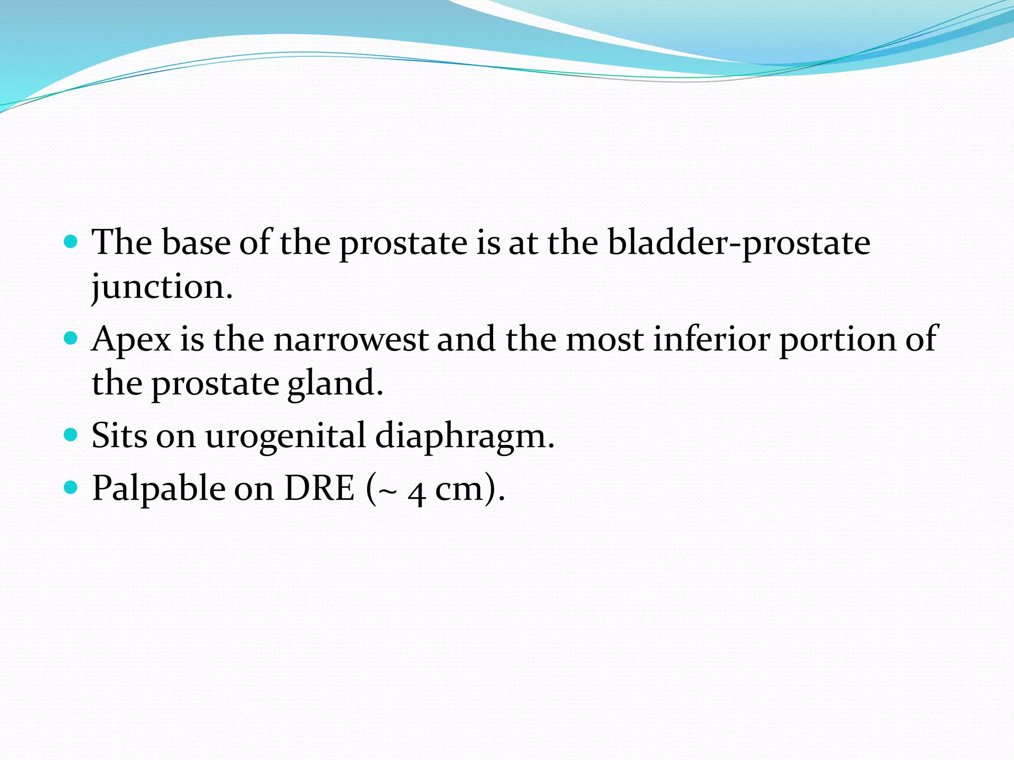 Prostate anatomy | PPTX