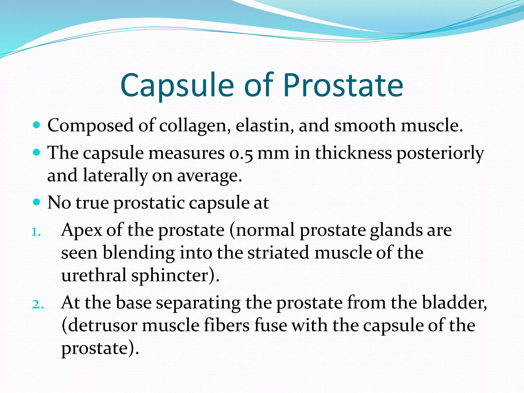 Prostate anatomy | PPTX