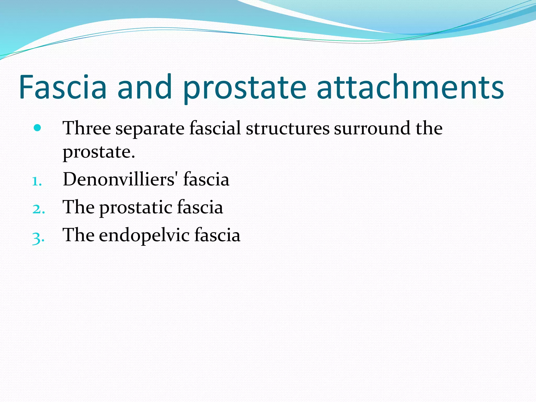 Prostate anatomy | PPTX