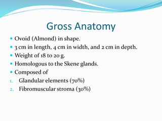 Prostate anatomy | PPTX