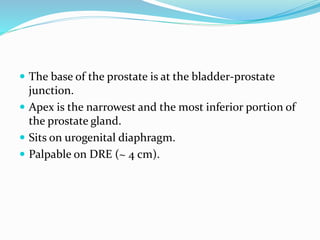 Prostate anatomy | PPTX