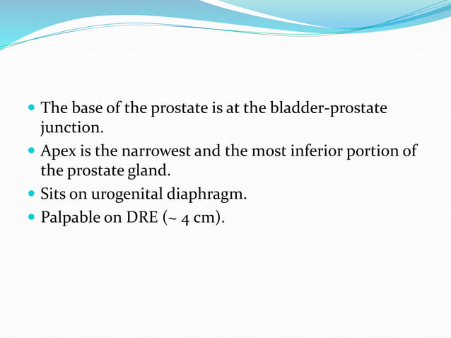 Prostate anatomy | PPTX | Sexual Conditions | Sexual Health