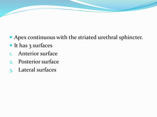 Prostate anatomy | PPTX