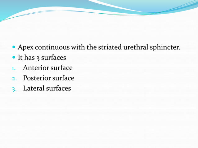 Prostate anatomy | PPTX | Sexual Conditions | Sexual Health