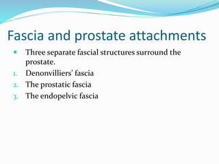 Prostate anatomy | PPTX