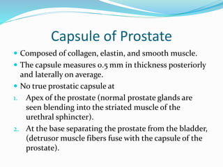 Prostate anatomy | PPT