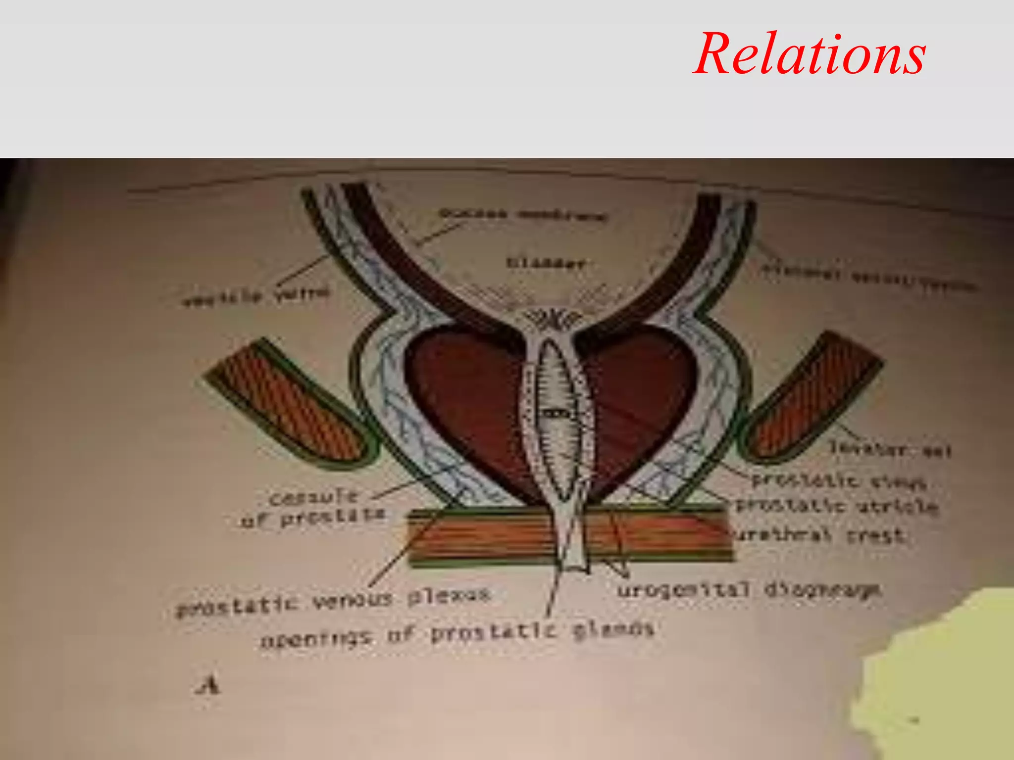 Prostate Anatomy.pptx