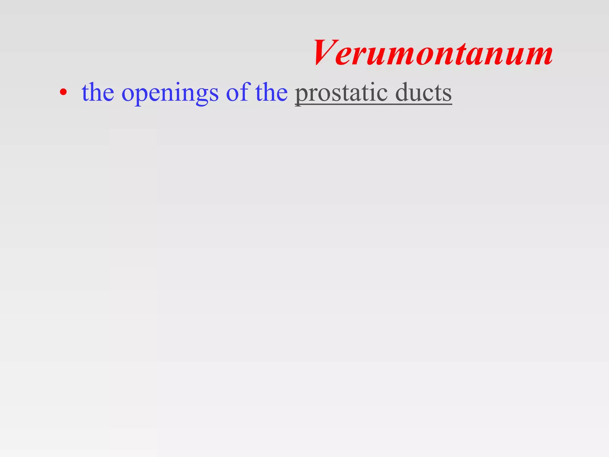 Prostate Anatomy.pptx