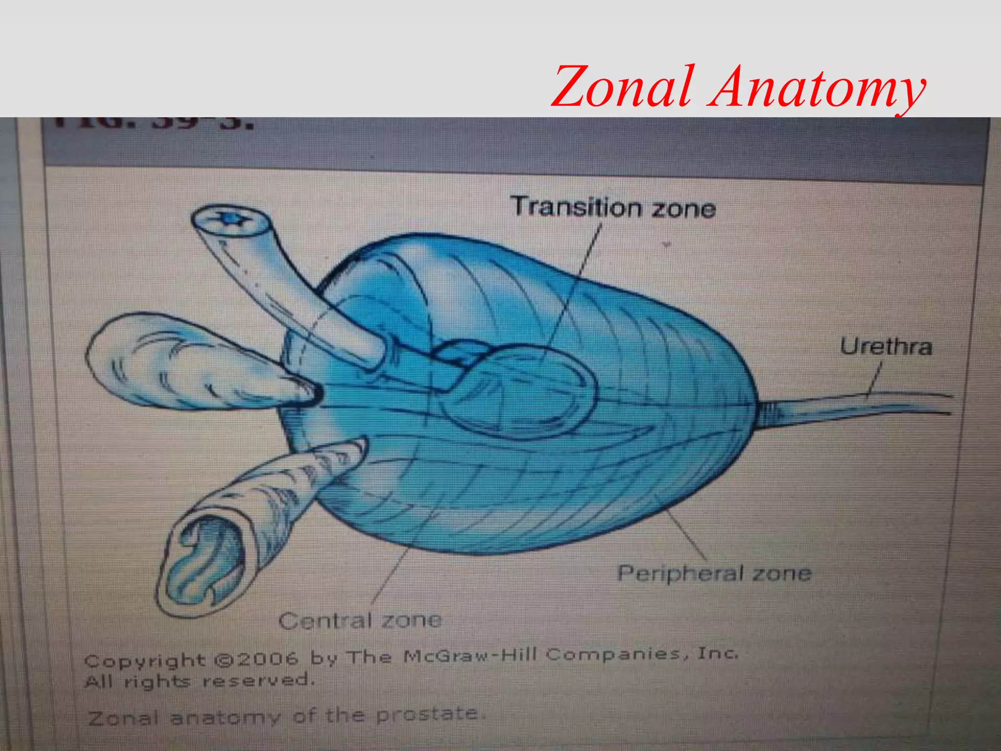 Prostate Anatomy.pptx
