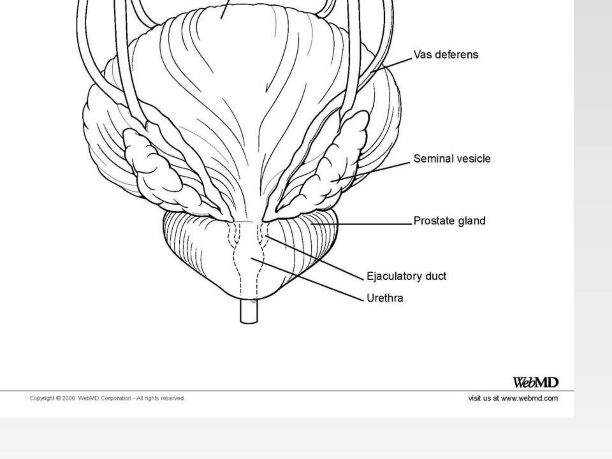 Prostate Anatomy.pptx