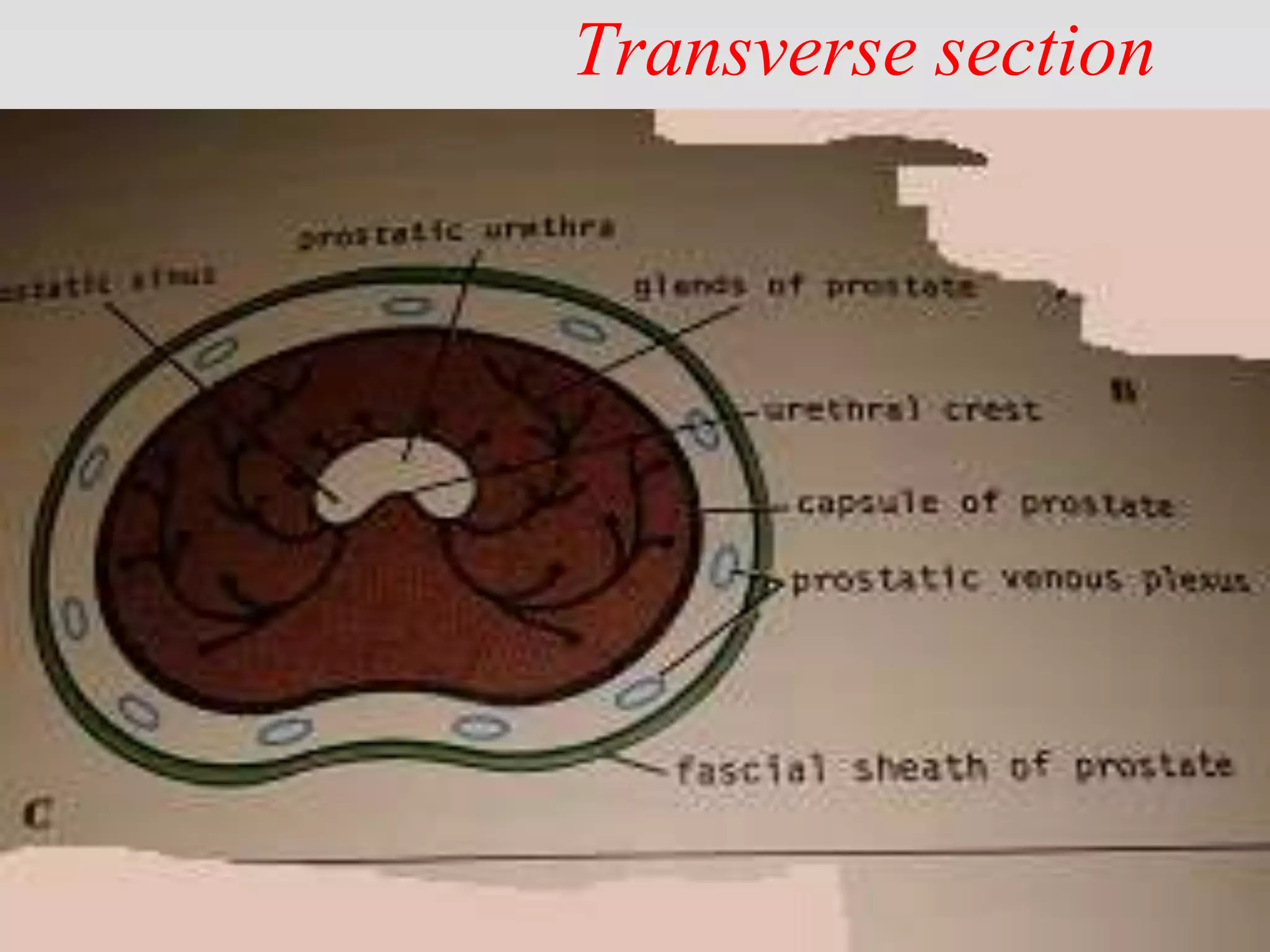 Prostate Anatomy.pptx