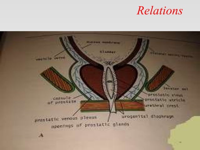 Prostate Anatomy.pptx