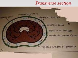 Prostate Anatomy.pptx