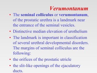 Seminal Colliculus