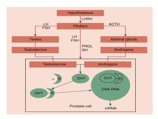Prostate Cancer drugs in clinical pharmacy.pptx