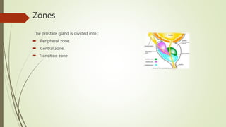 Prostate diseases | PPTX