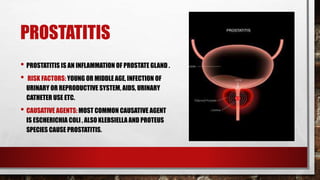 prostate disorders 2.pptxjdhdhsuridjhrgrbrnf | PPT