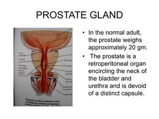 PROSTATE GLAND-1.ppt777777777777777777777777777777 | PPT