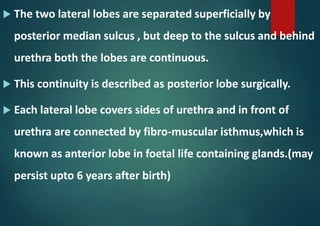 Gross anatomy of Prostate gland | PPTX