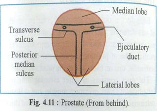 Gross anatomy of Prostate gland | PPTX