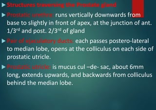 Gross anatomy of Prostate gland | PPTX