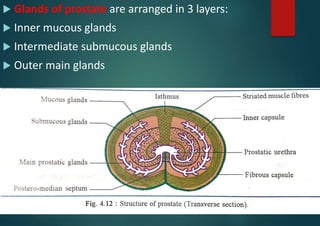 Gross anatomy of Prostate gland | PPTX