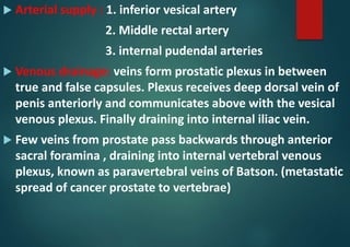Gross anatomy of Prostate gland | PPTX