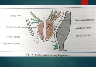 Gross anatomy of Prostate gland | PPTX