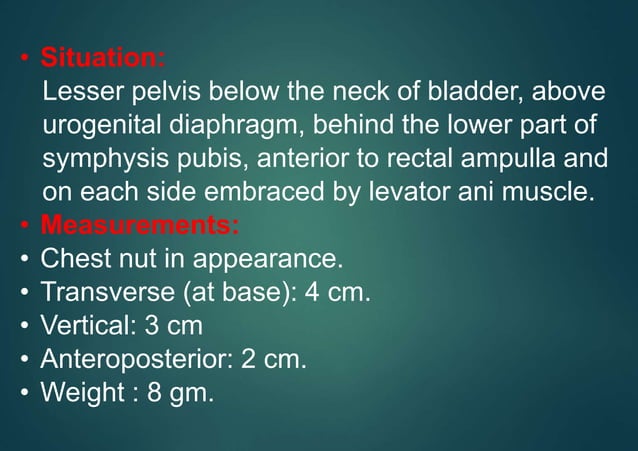 Gross anatomy of Prostate gland | PPTX