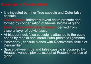 Gross anatomy of Prostate gland | PPTX