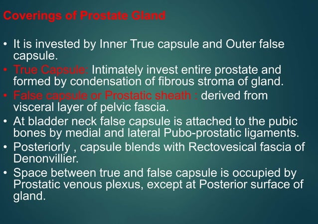 Gross anatomy of Prostate gland | PPTX
