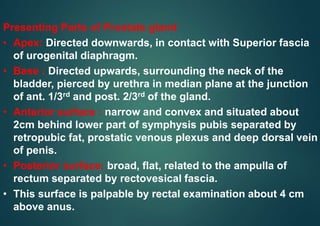 Gross anatomy of Prostate gland | PPTX