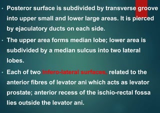 Gross anatomy of Prostate gland | PPTX