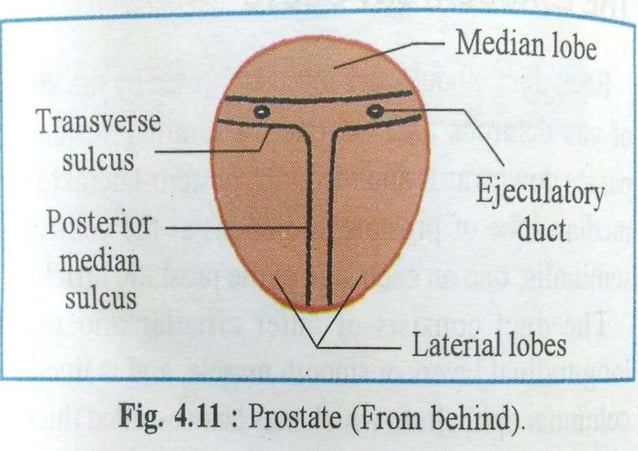 Gross anatomy of Prostate gland