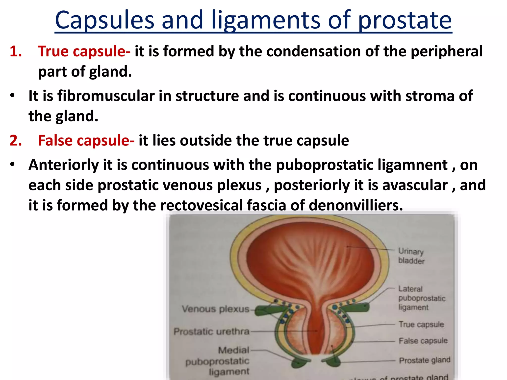 Prostate gland | PPTX